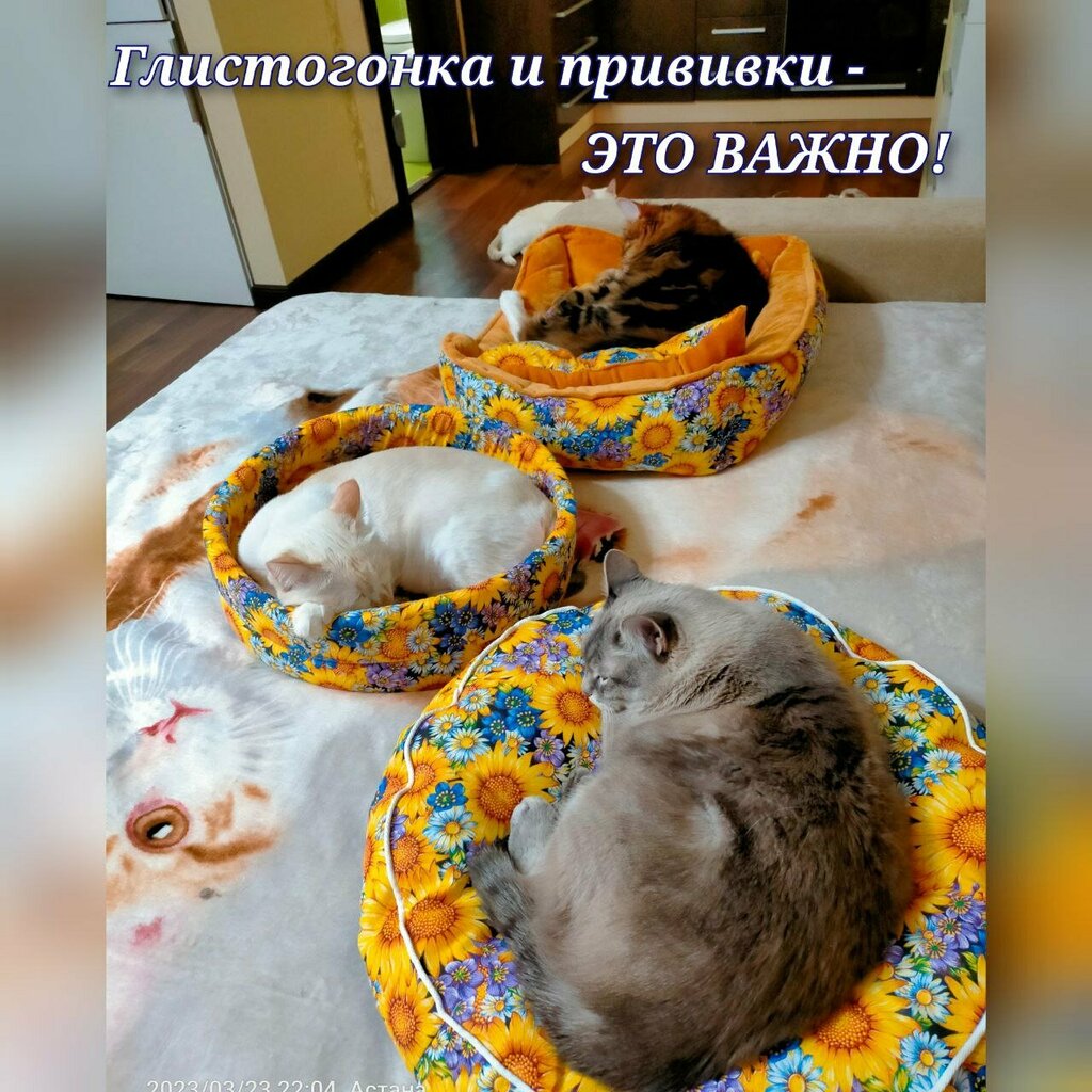 Pet otel Koshka V lukoshke, Astana, foto