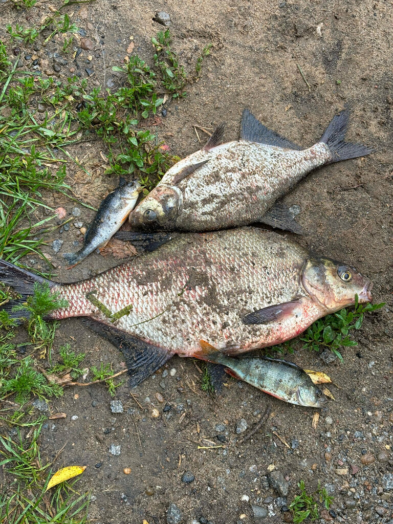 i̇skele Jetty , Moskova ve Moskovskaya oblastı, foto