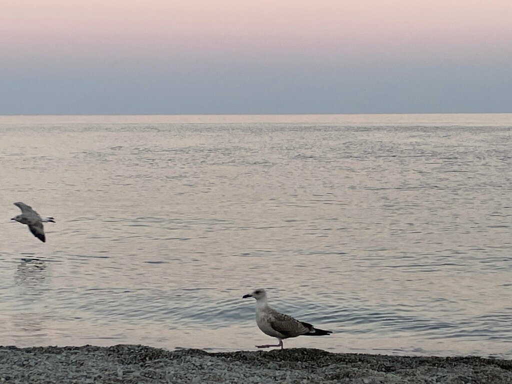 Plaj Пляж филиала АО По туризму и экскурсиям Крымтур ТОК Чайка, Kırım Cumhuriyeti, foto