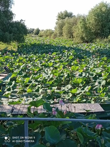 Resort oteller, tesisler Гостевой дом Разино, Astrahanskaya oblastı, foto