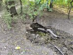 Spring, stream (Rostov Region, Novocherkassk, Agroles), pınar, çay  Novoçerkassk'tan