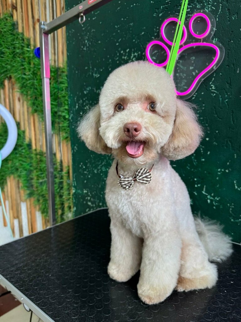 Evcil hayvan kuaförleri Funny DoG, Minsk, foto