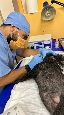 Veteriner klinikleri Лапка сердца, Mytişçi, foto