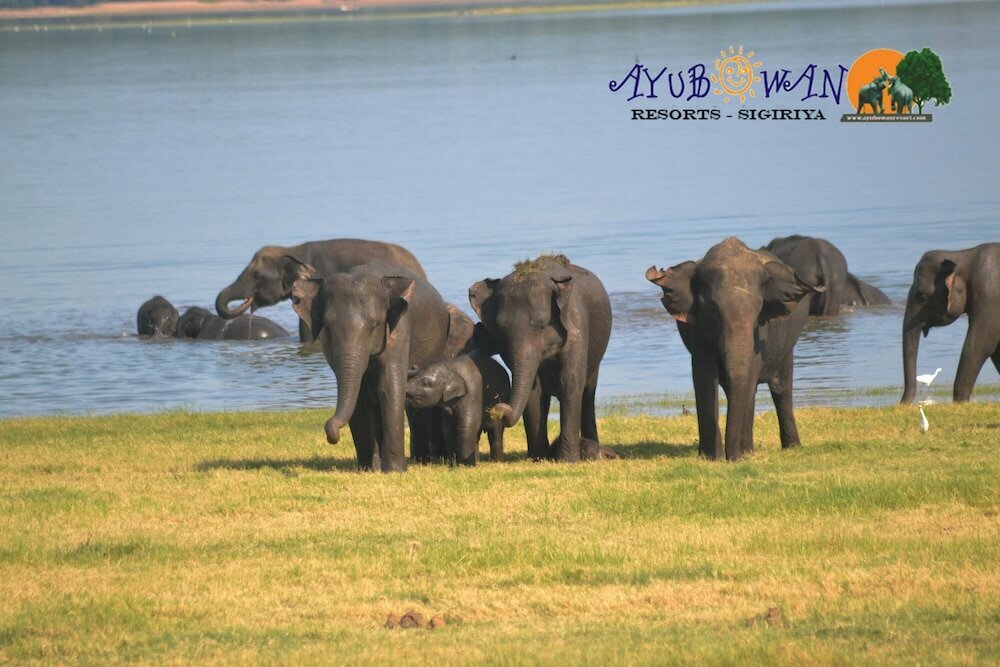 Otel Ayubowan Resort Avudangawa, , foto