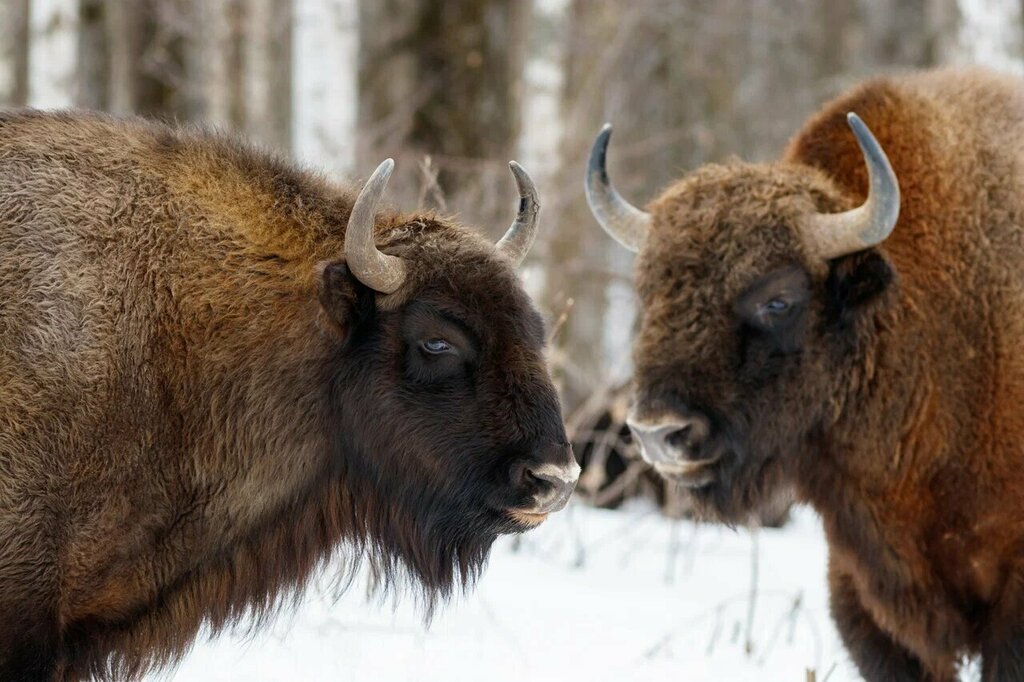 Rusya’nın vahşi hayvanları Зубр, Moskova ve Moskovskaya oblastı, foto