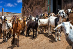 Livestock Services Co - Operative Society (Lusaka, Show Grounds), hayvancılık  Lusaka'dan