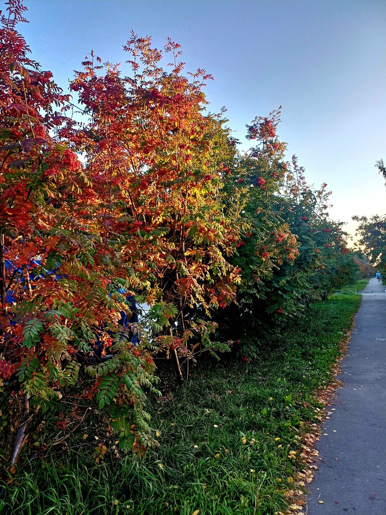 Piknik alanı Место для пикника, Novosibirsk, foto