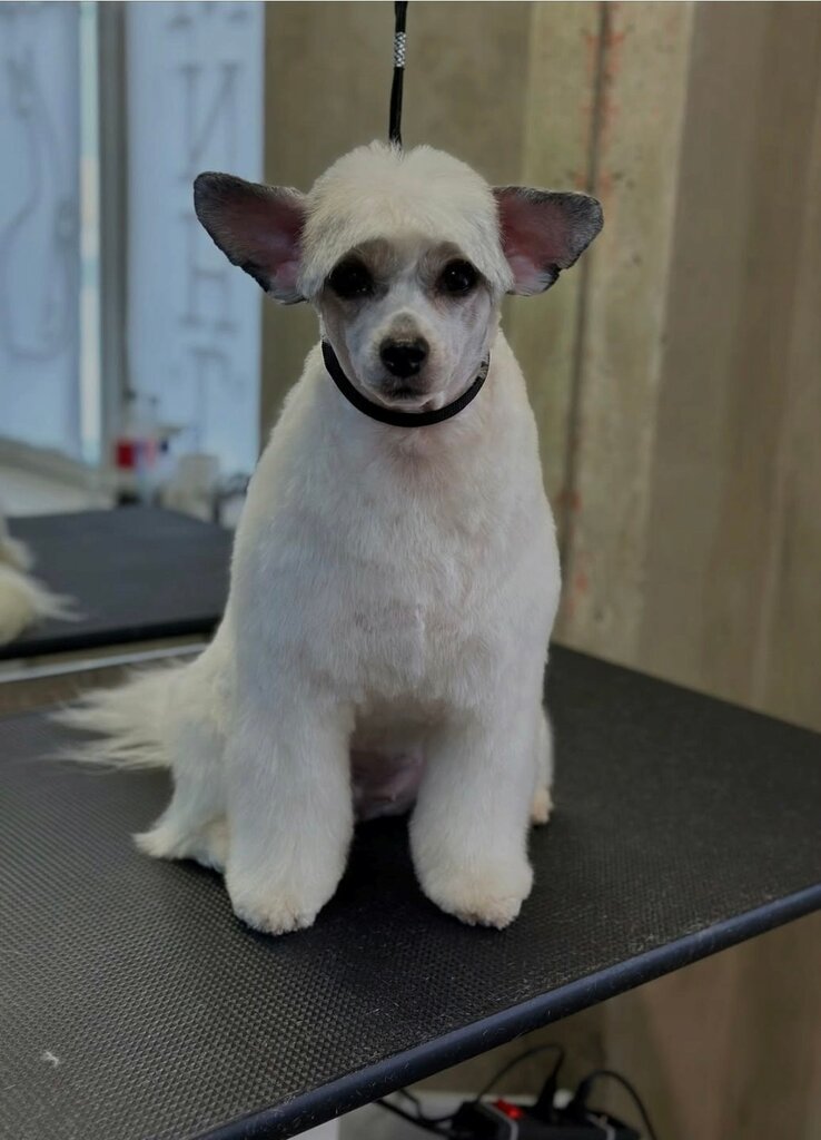 Evcil hayvan kuaförleri Dog. style. studio, Minskaya oblastı, foto