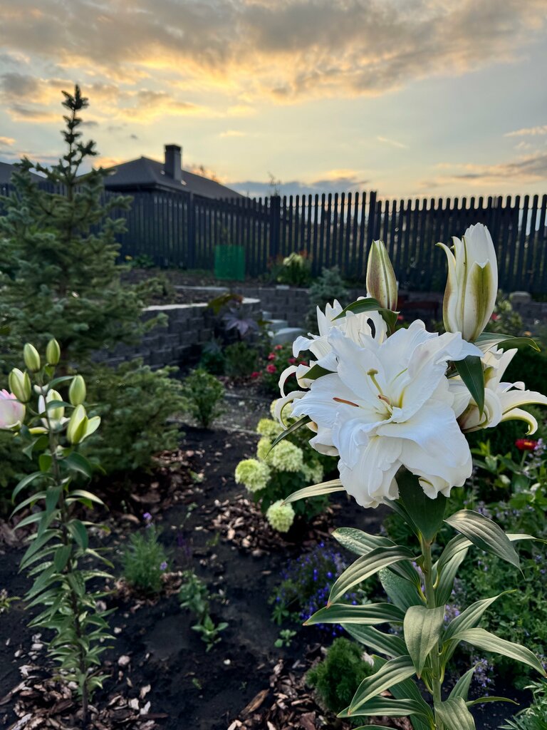 Sera ve bahçe ürünleri Garden Girl, Penza, foto