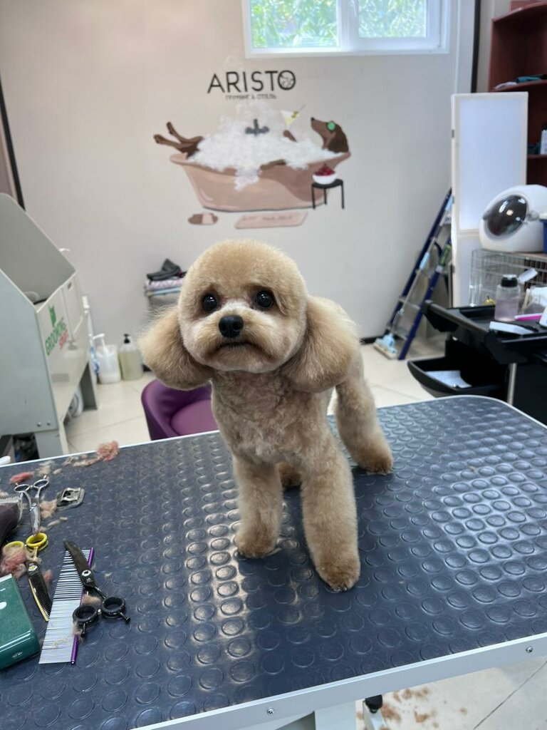 Pet otel Aristo, Vladivostok, foto