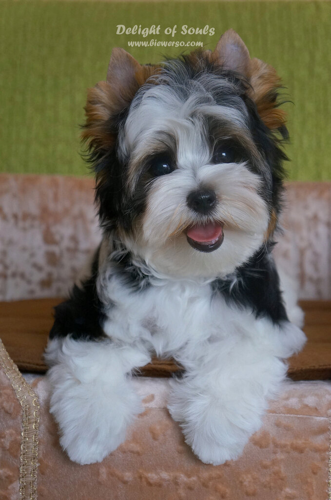 Evcil hayvan yetiştiricileri Delight of Souls, Samarskaya oblastı, foto