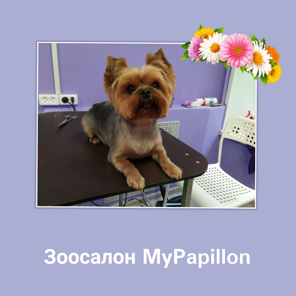Evcil hayvan kuaförleri My Papillon, Saint‑Petersburg, foto
