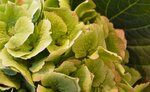 AEBI's Blumenparadies GmbH (Wiesenstrasse No:5, Langenthal), çiçek teslimatı  Bern'den
