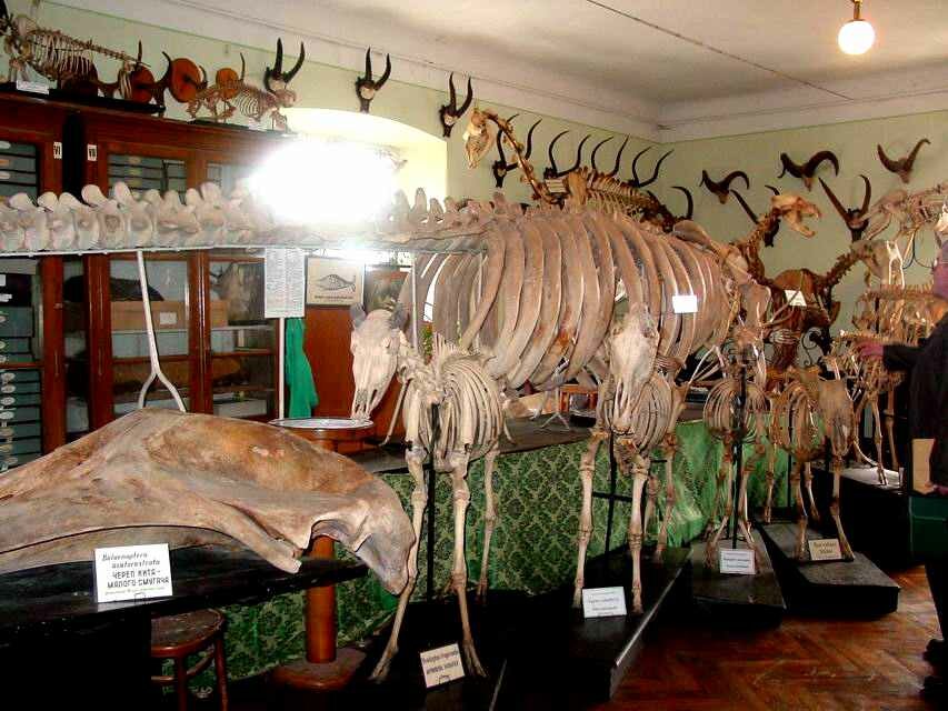 Müzeler ve sanat galerileri Benedykt Dybowski Zoological Museum, Lviv, foto