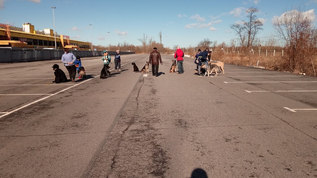 Köpek gezdirme alanları Akita Dog School, Naberejniye Çelny (Yar Çallı), foto