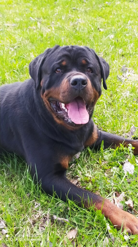 Evcil hayvan yetiştiricileri Pitomnik rotveylerov Ens, Moskova ve Moskovskaya oblastı, foto