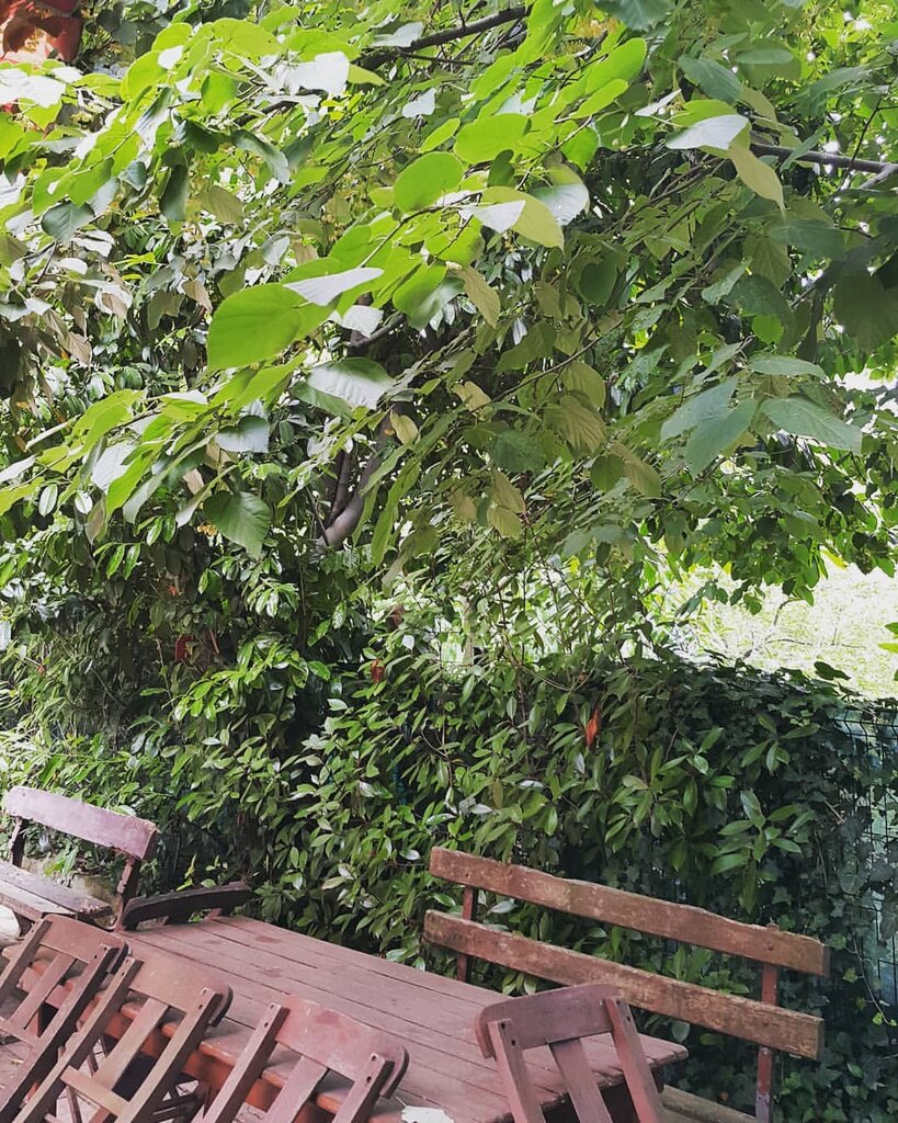 Kafe Kirazlı Aile Çay Bahçesi, İstanbul, foto