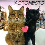 КотоМесто (Lenina Avenue No:24), antikafe  Kovrov'dan