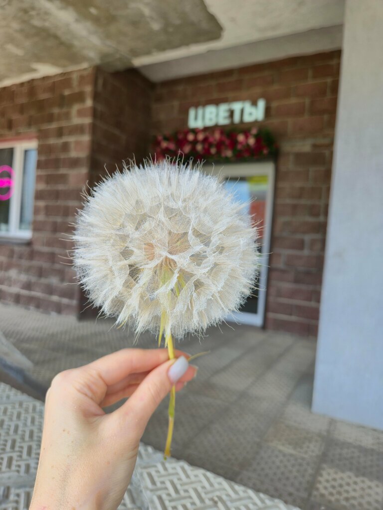 Çiçekçiler Одуван, Sterlitamak, foto