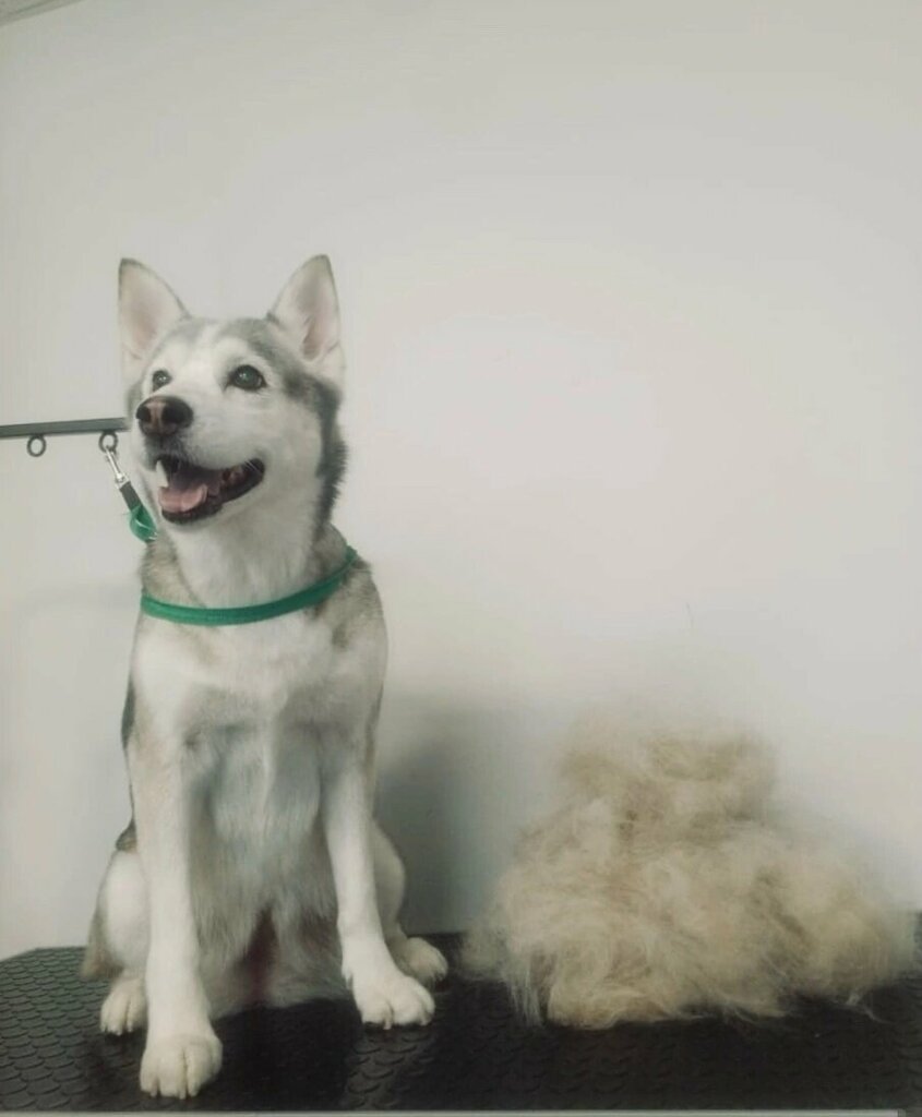 Evcil hayvan kuaförleri Fluffy Pets, Vladivostok, foto