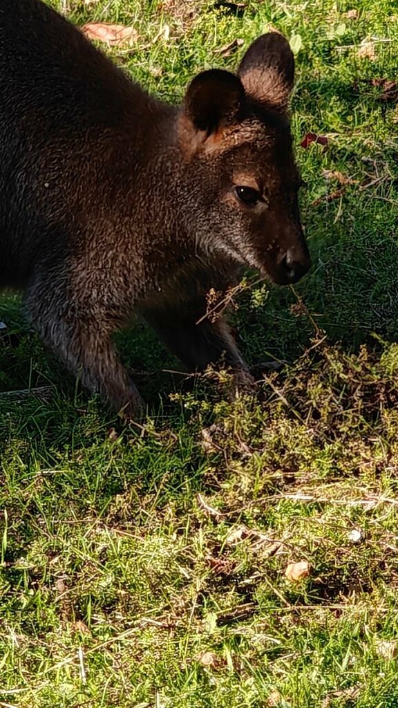 Hayvan muhafazaları Кенгуру, Rostov‑na‑Donu, foto