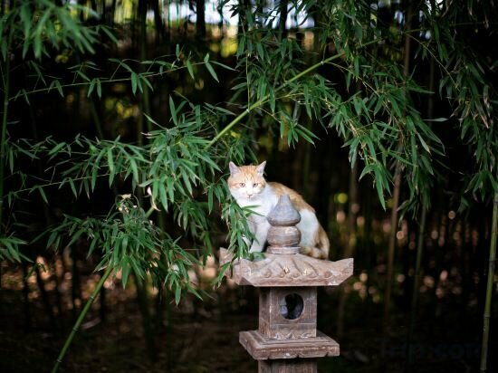 Chanyu Jingshe Hotel, hotel, Nanshan Foguang Road (Inside Nanshan ...