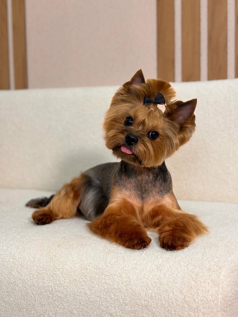 Evcil hayvan kuaförleri Lapsi, Klintsy, foto