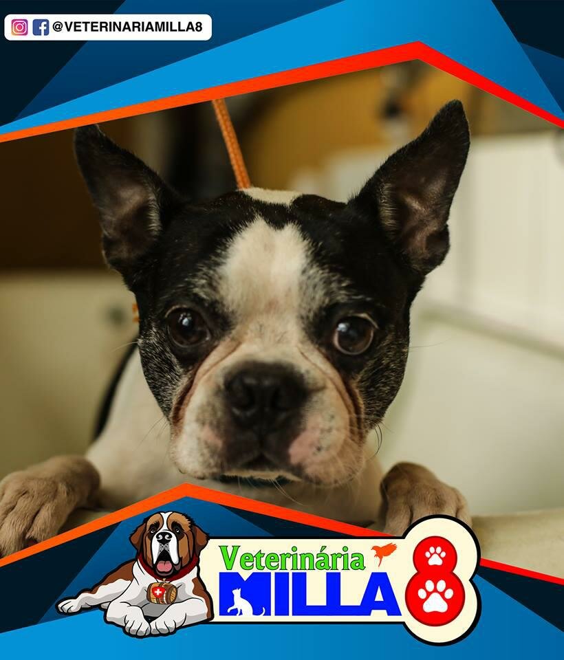 Petshop Veterinaria Milla 8, Dünya, foto
