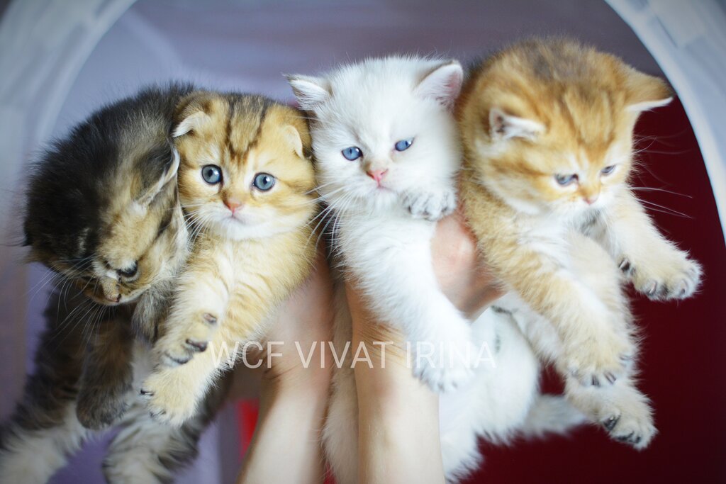 Evcil hayvan yetiştiricileri Vivat Irina Wcf, Moskova, foto