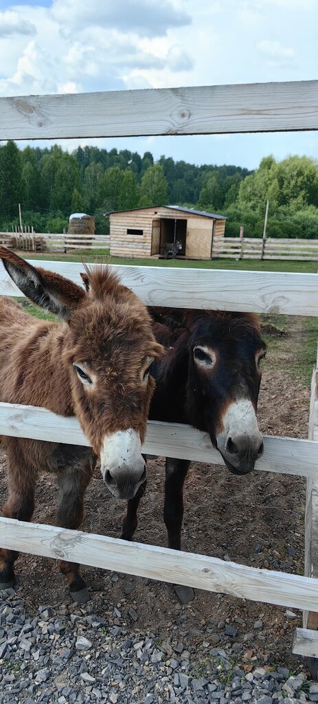 Hayvancılık Vlastelin ovets, Başkurdistan, foto
