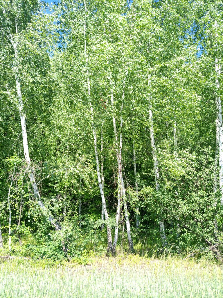 Orman Кудинов лес, Lipetskaya oblastı, foto