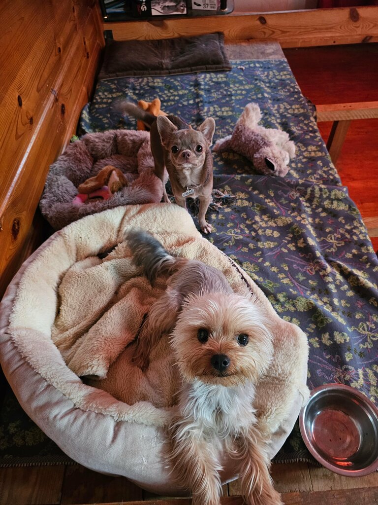 Pet otel Zoogostinica Anapa, Krasnodarski krayı, foto