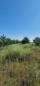 Dağ zirvesi Лисья гора, Kurgan, foto