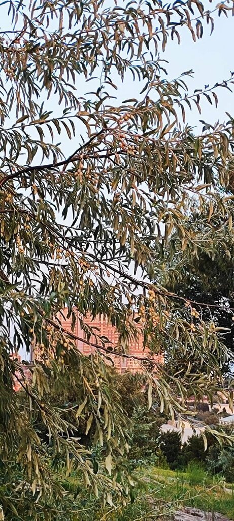 Gənclik Park, park, City of republican subordination Baku, Xetai ...