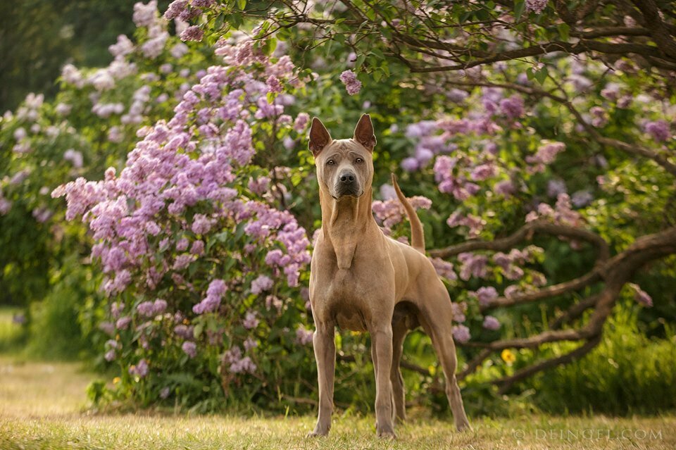 Evcil hayvan yetiştiricileri Питомник тайских риджбеков Тай Парагон, Moskova ve Moskovskaya oblastı, foto