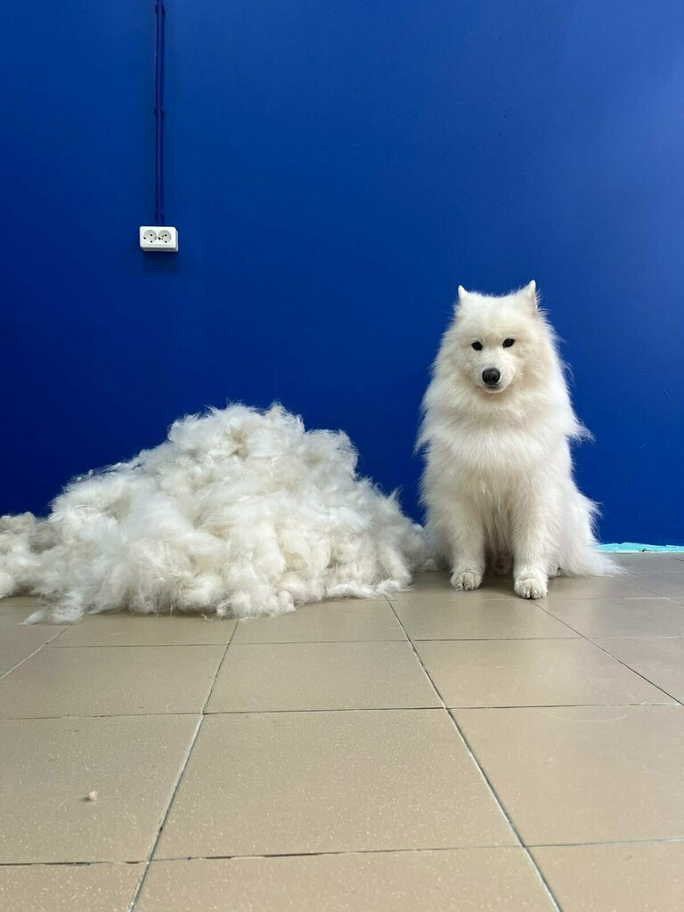 Evcil hayvan kuaförleri Grooming studio of Alexandra Kibireva, Balaşiha, foto