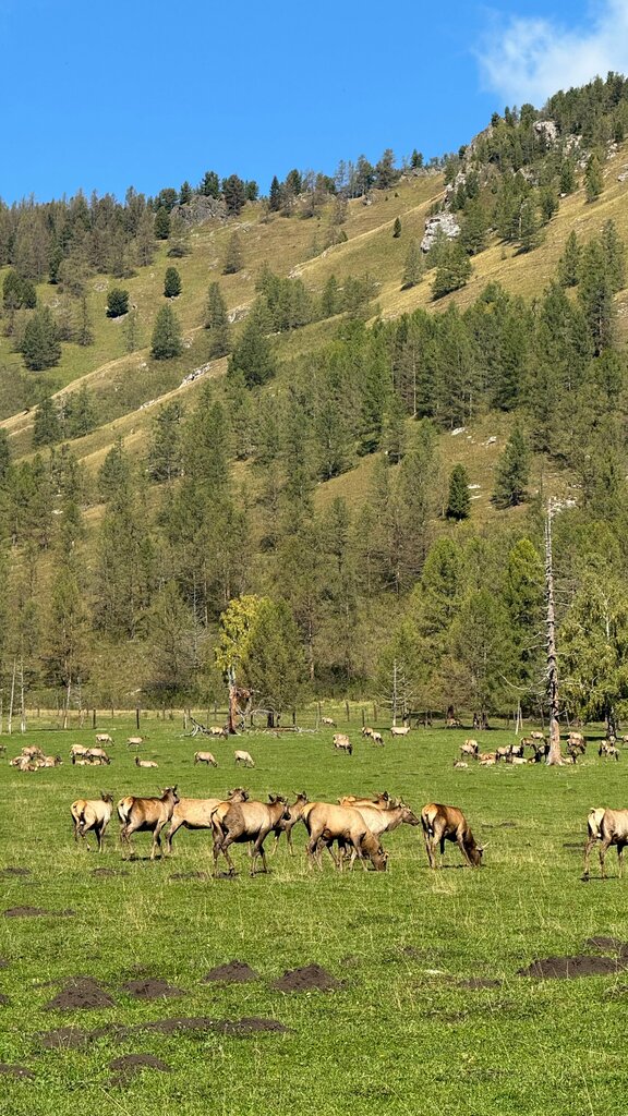 Tatil köyleri Усадьба Тайтаковых, Altay Cumhuriyeti, foto