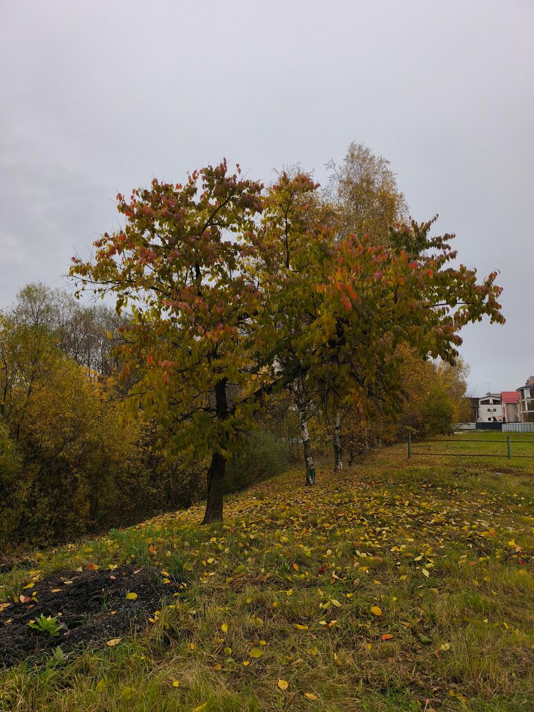 Doğa Сакура, Yaroslavl, foto