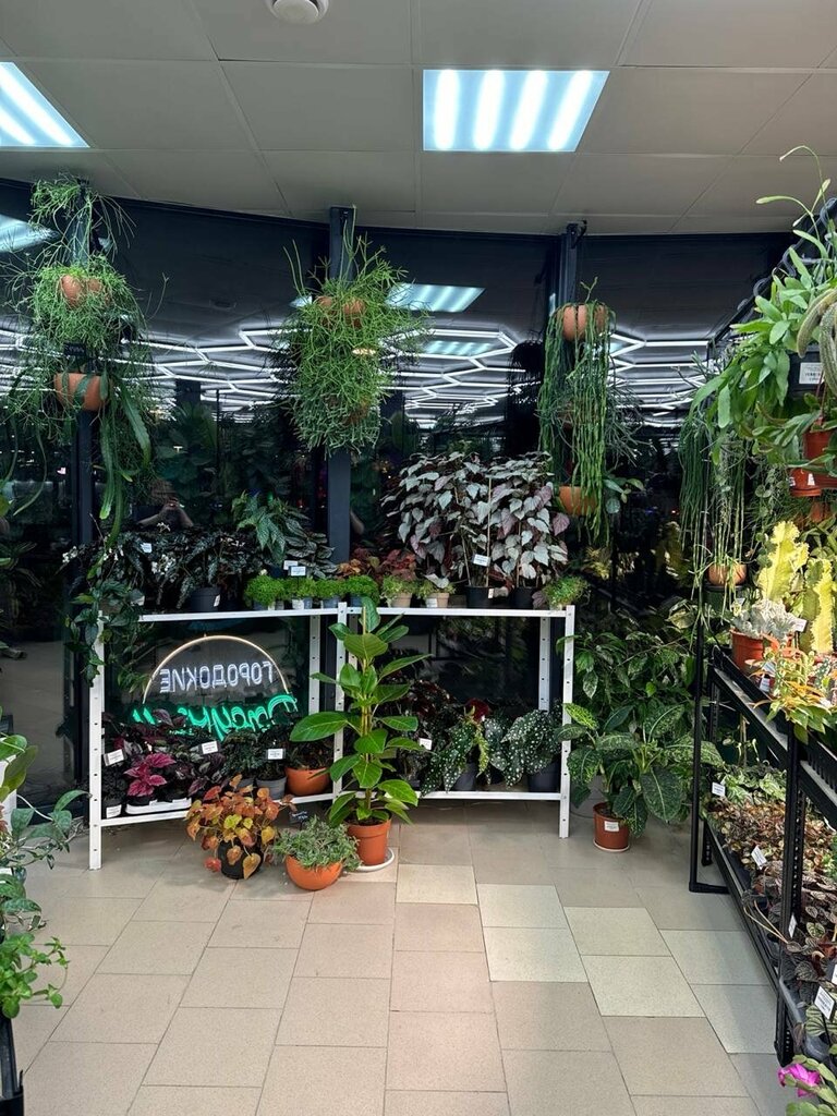 Çiçekçiler Городские Джунгли, Moskova, foto