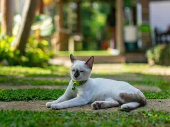 Otel Good Mood Resort, Dünya, foto