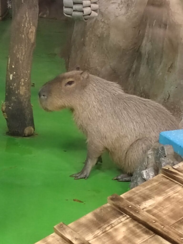 Hayvan muhafazaları Капибара, лемур, Novosibirsk, foto