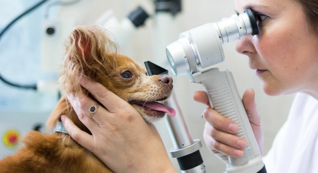 Evcil hayvan kuaförleri Moscow veterinary center of eye diseases Dr. Oleynik, Soçi, foto