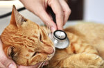 Clinica Veterinaria Bustese (Via Maino No:13, Cassano Magnago, Busto Arsizio), veteriner klinikleri  Lombardiya'dan