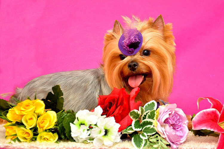 Evcil hayvan yetiştiricileri Kennel Kane Per La Vita, Mytişçi, foto