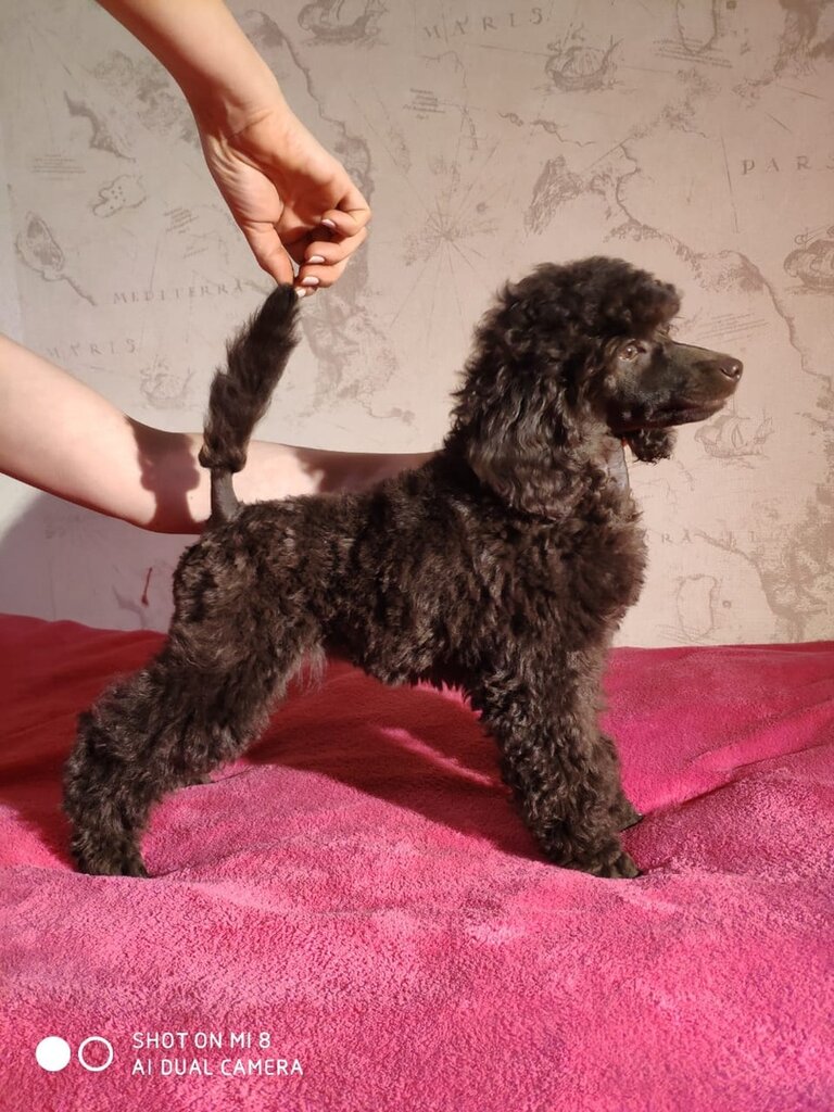 Evcil hayvan yetiştiricileri Velikolepnyi poodle, Moskova, foto