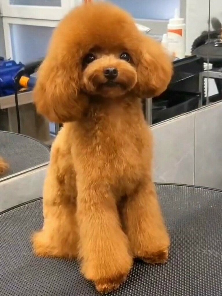 Hayvanat bahçesi merkezi MyDog Prime, Soçi, foto