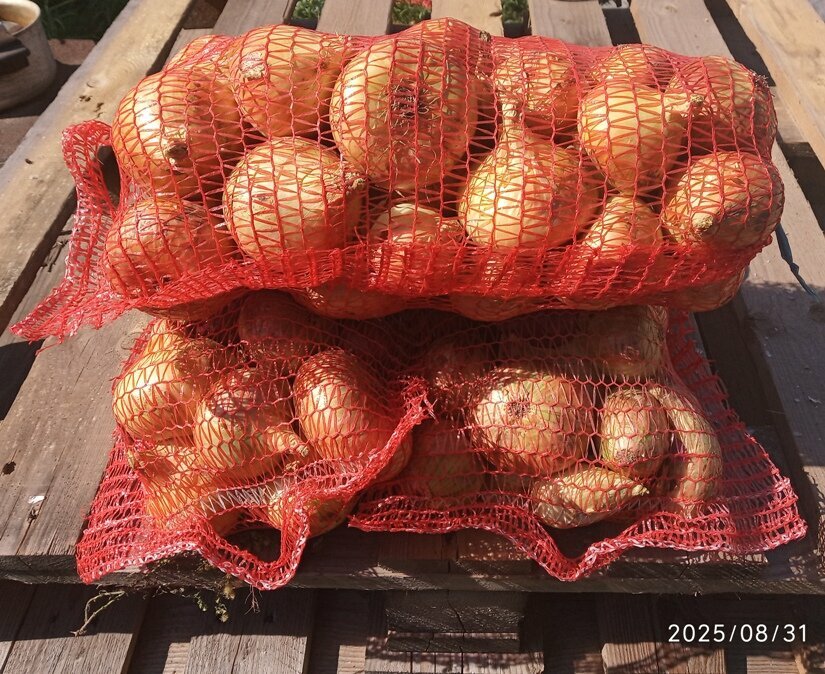 Toptan sebze ve meyve satışı КФХ Овчинникова ВА, Gomelskaya oblastı, foto