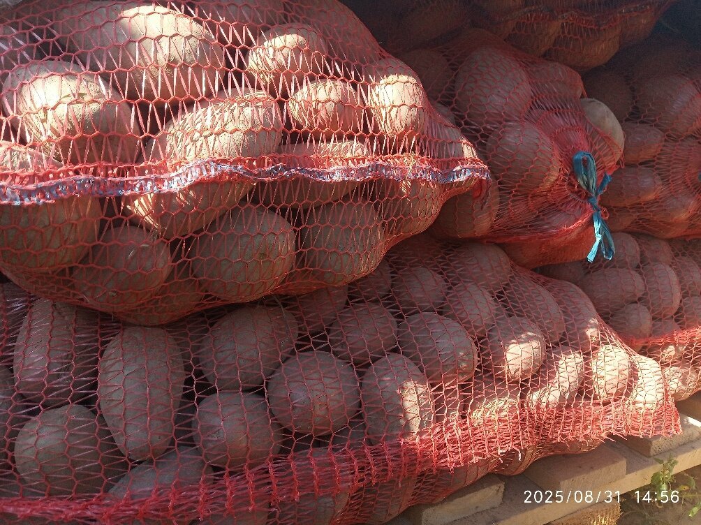 Toptan sebze ve meyve satışı КФХ Овчинникова ВА, Gomelskaya oblastı, foto