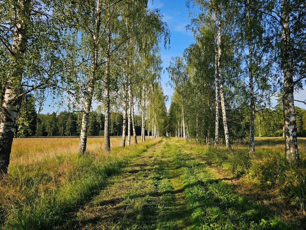 Doğa Белая Береза, Pavlovsk, foto