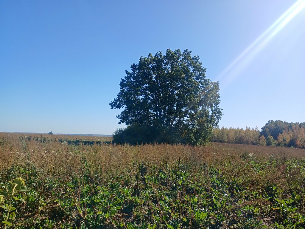 Doğa koruma alanı памятник природы регионального значения Бык, Lipetskaya oblastı, foto